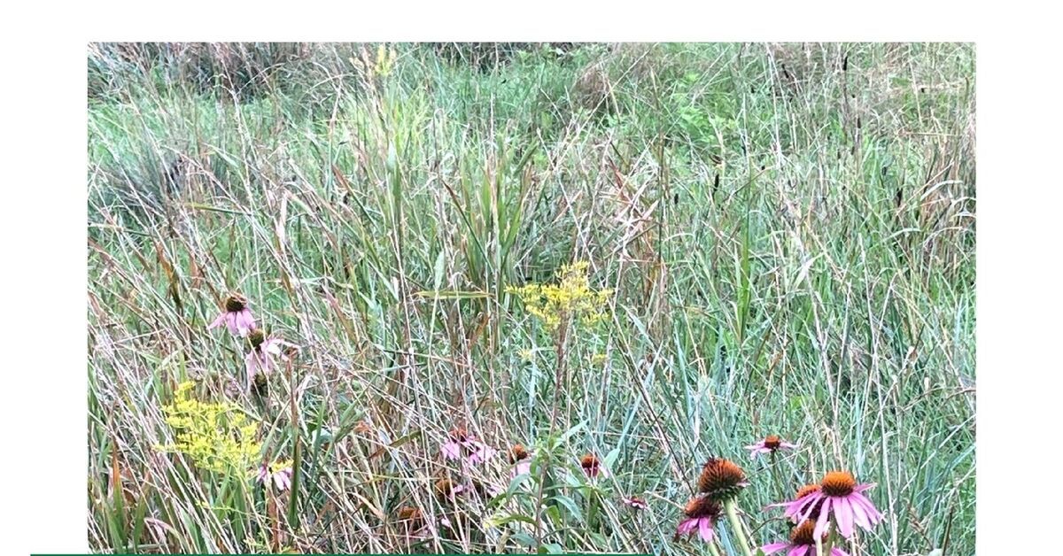 Friends of Cynwyd Heritage Trail 2024 Annual Report